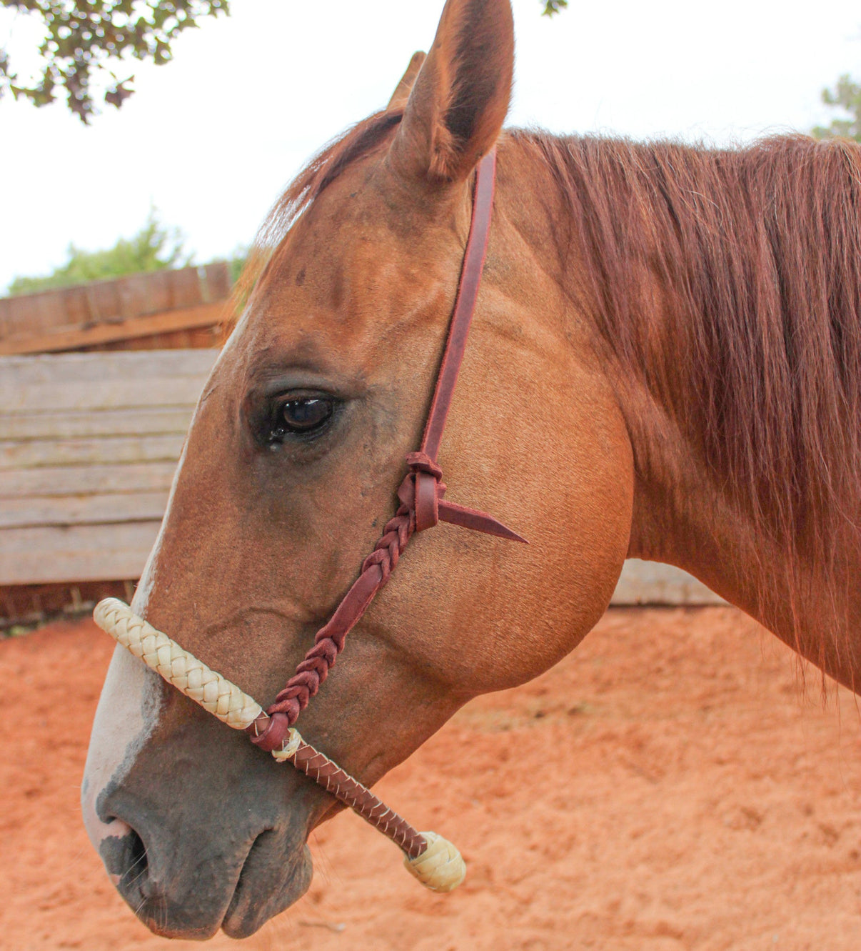 Heavy Duty Cowboy Rawhide Braided Noseband - M-Royal Saddles
